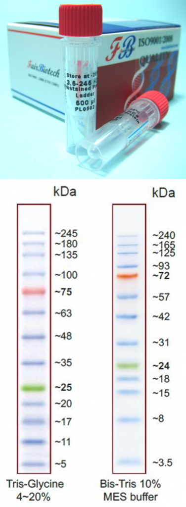 3.5-245 kDa Prestained Protein Ladder - FairBiotech-Treat the Earth Fairly